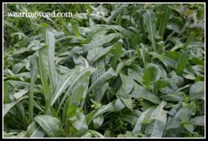 A Tale of an Unusual Woad Plant - Wearing Woad